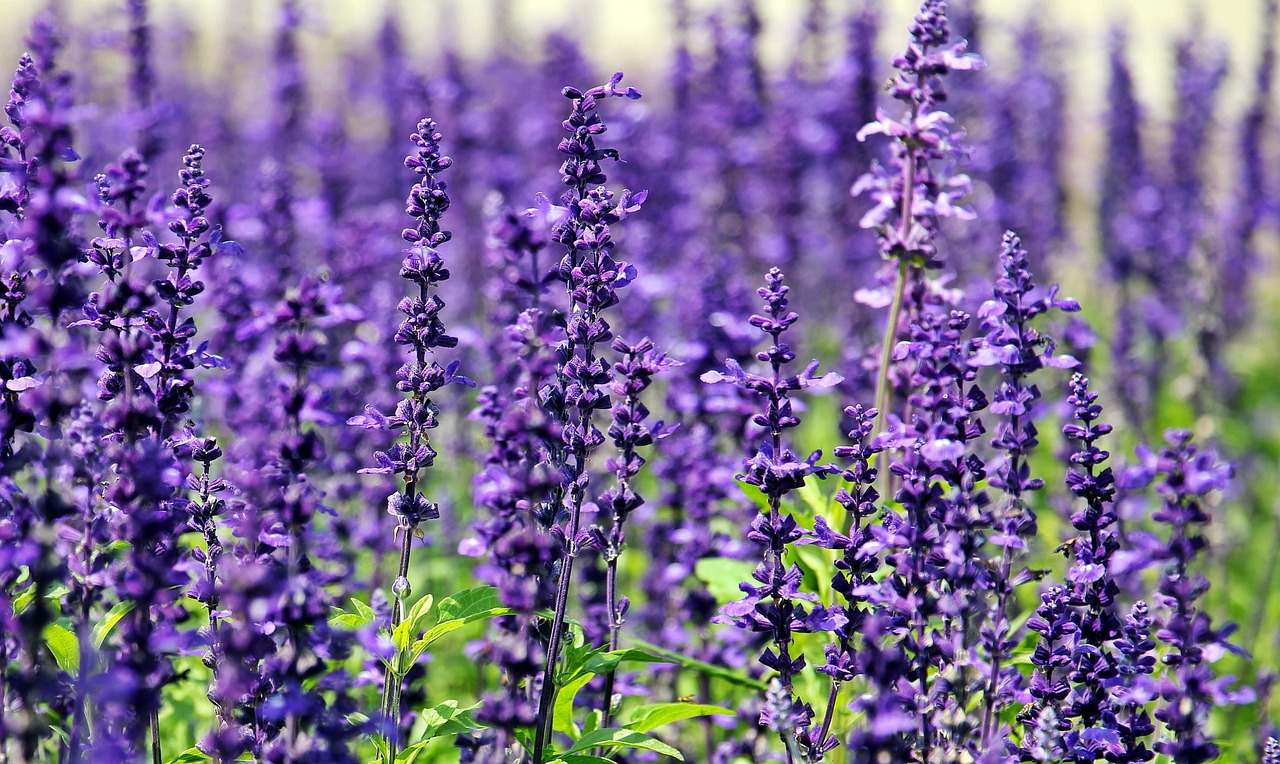 Lavender | Pure Destiny Aromatics